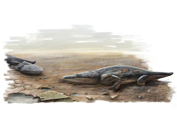 Giant Prehistoric Salamanders Found | Youngzine History