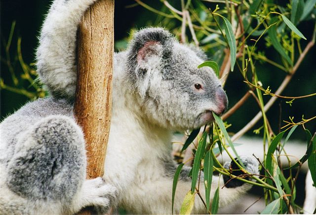 How Science Is Helping Save Koalas | Youngzine Changing Ecosystems