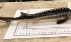 News - Science | Youngzine