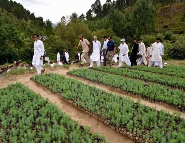 Pakistan's Billion Trees Tsunami! | Youngzine Policies & Actions